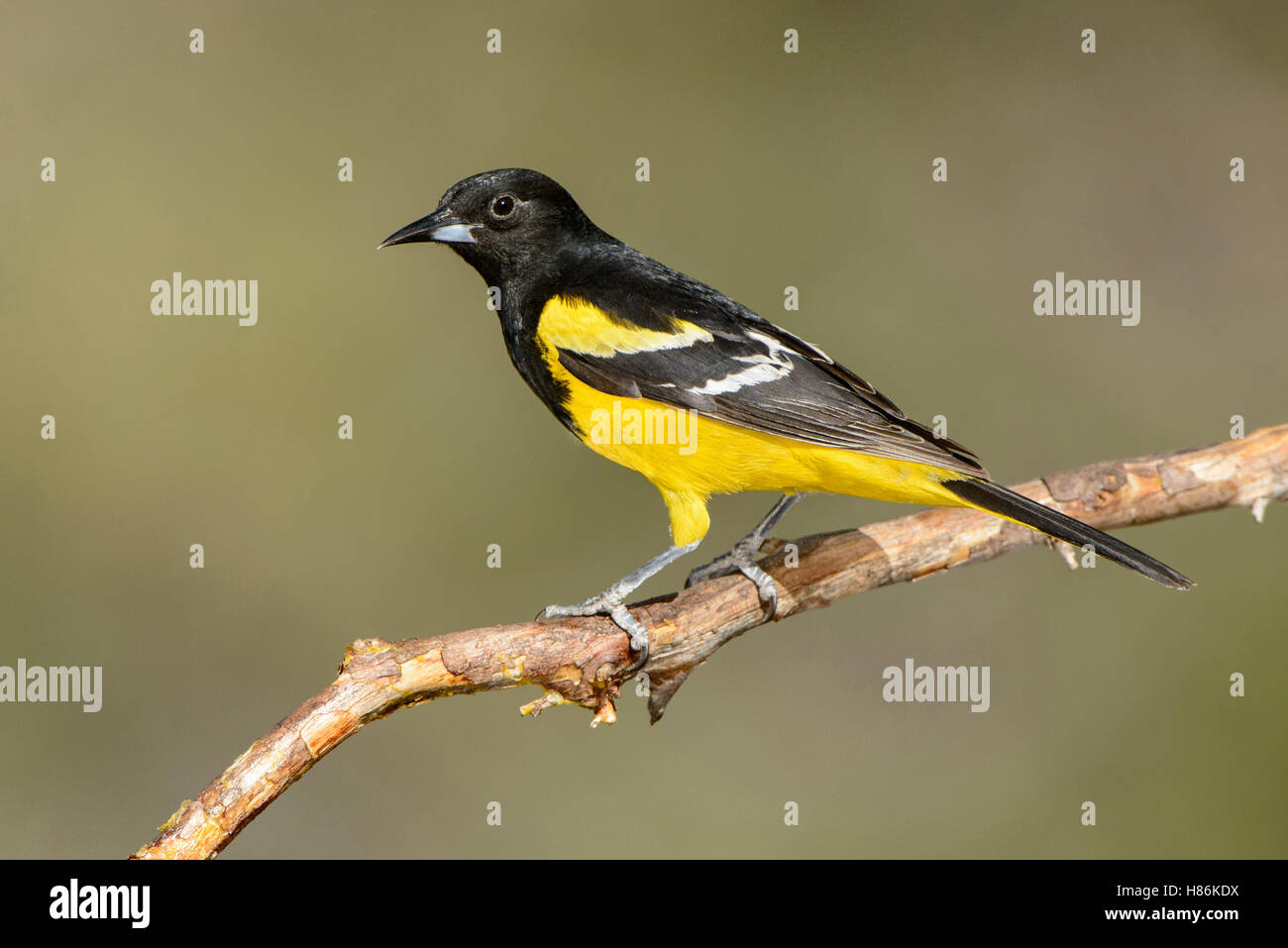 Scott's Oriole (Icterus parisorum) male, Arizona Stock Photo - Alamy
