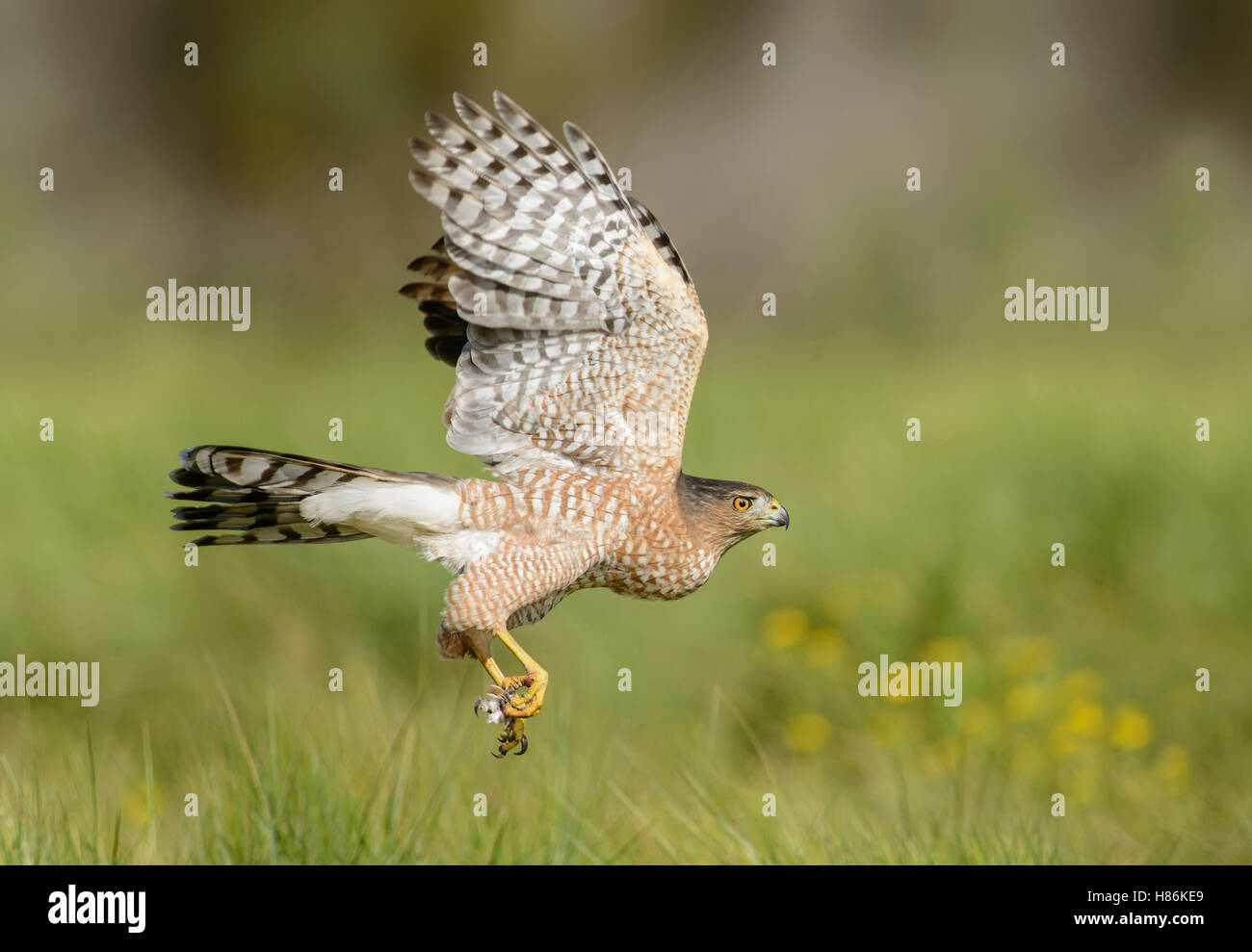 Cooper's Hawk (Accipiter cooperii) flying, Texas Stock Photo - Alamy