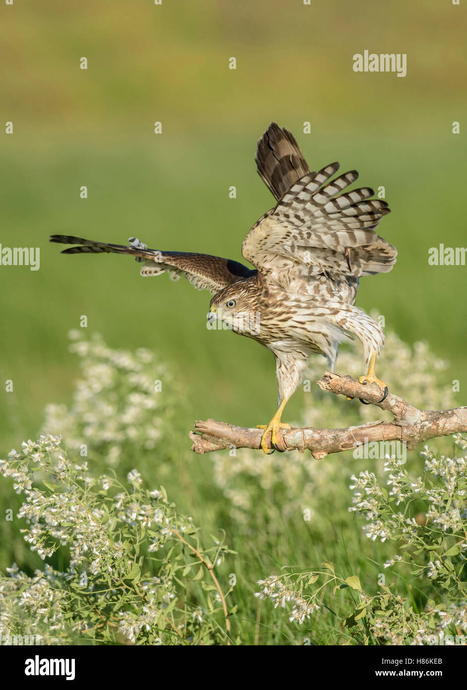 Cooper's Hawk (Accipiter cooperii) taking flight, Texas Stock Photo - Alamy