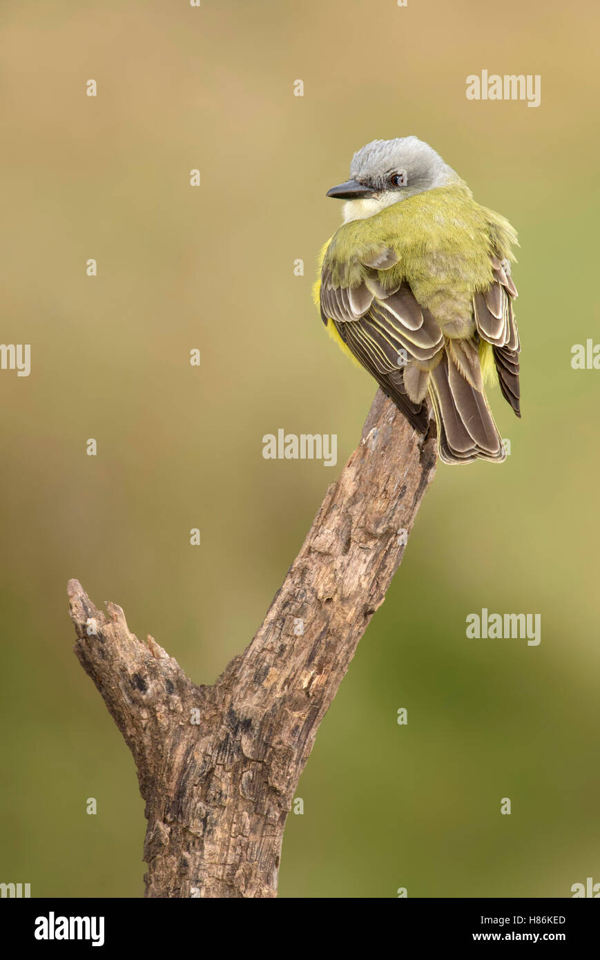 Couch's Kingbird (Tyrannus couchii), Texas Stock Photo - Alamy