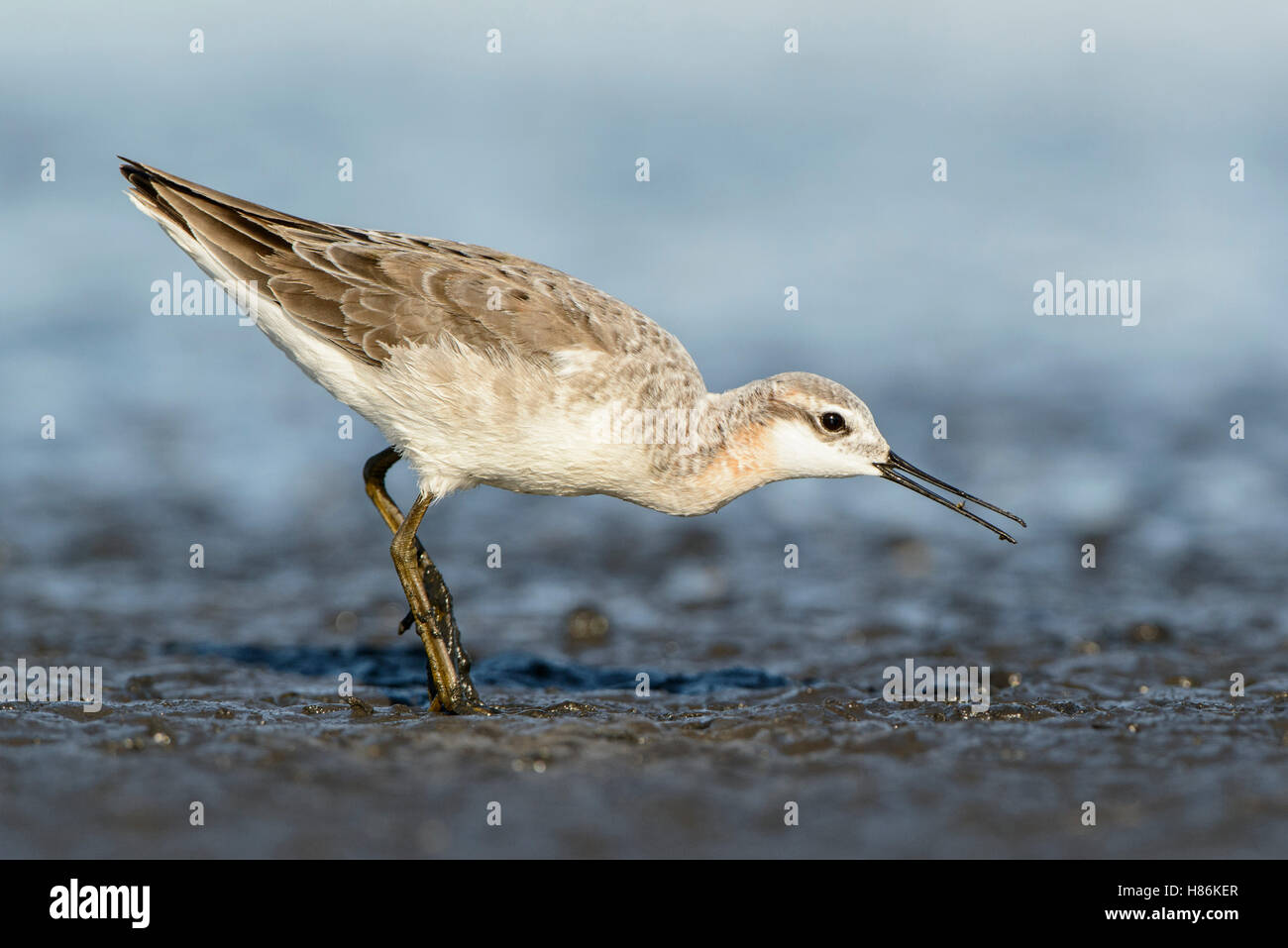 Wilson's Phalarope (Phalaropus tricolor) foraging, Texas Stock Photo ...
