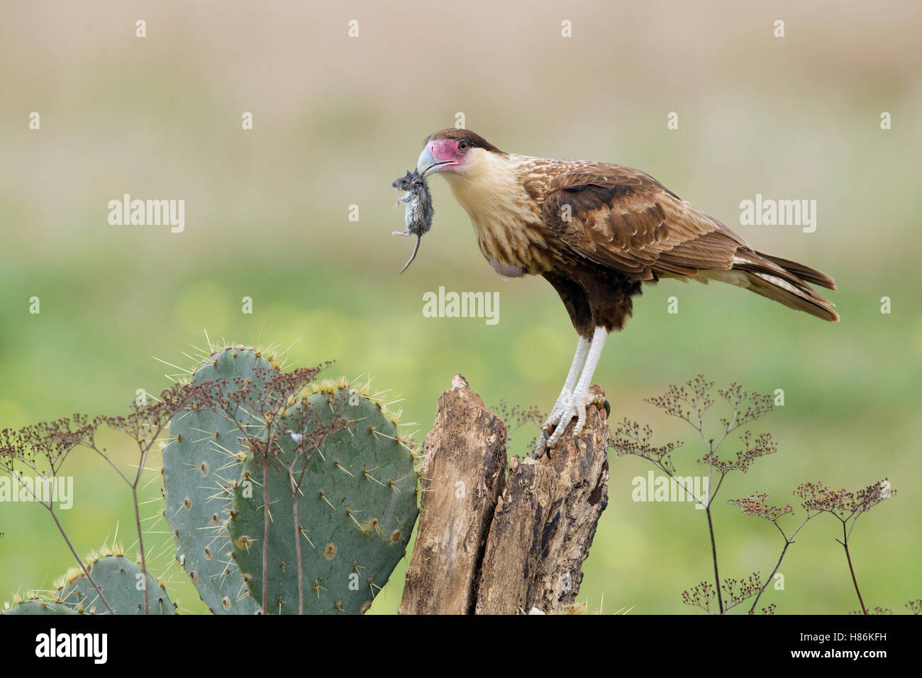 Southern Caracara (Caracara plancus) with mouse prey, Texas Stock Photo ...