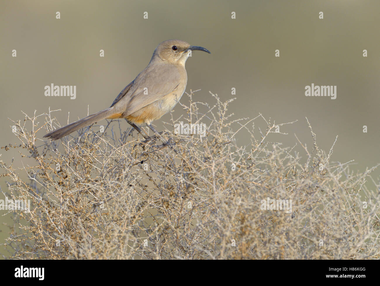 Le Conte's Thrasher (Toxostoma lecontei), California Stock Photo - Alamy