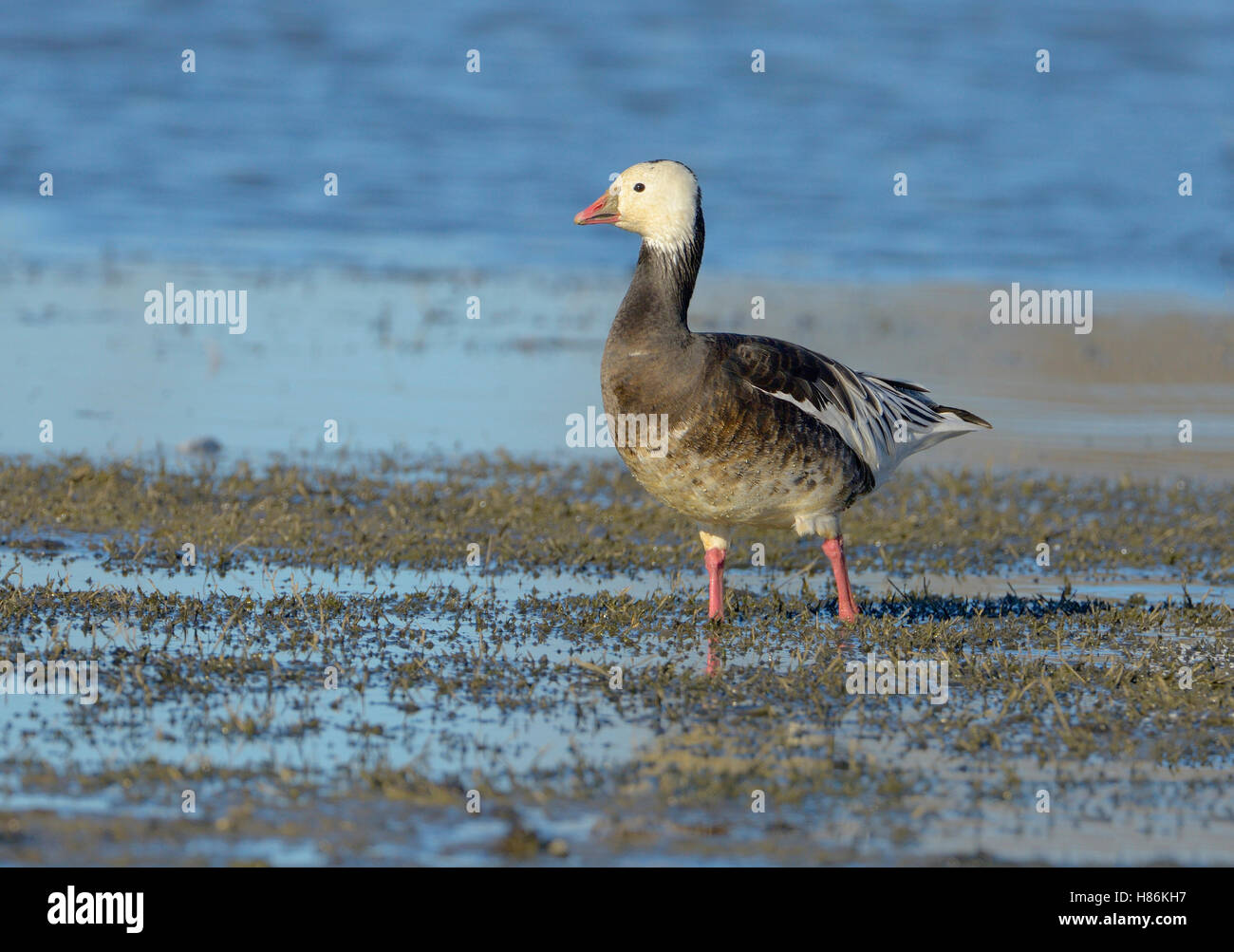 Ross' Goose (Chen rossii), California Stock Photo - Alamy