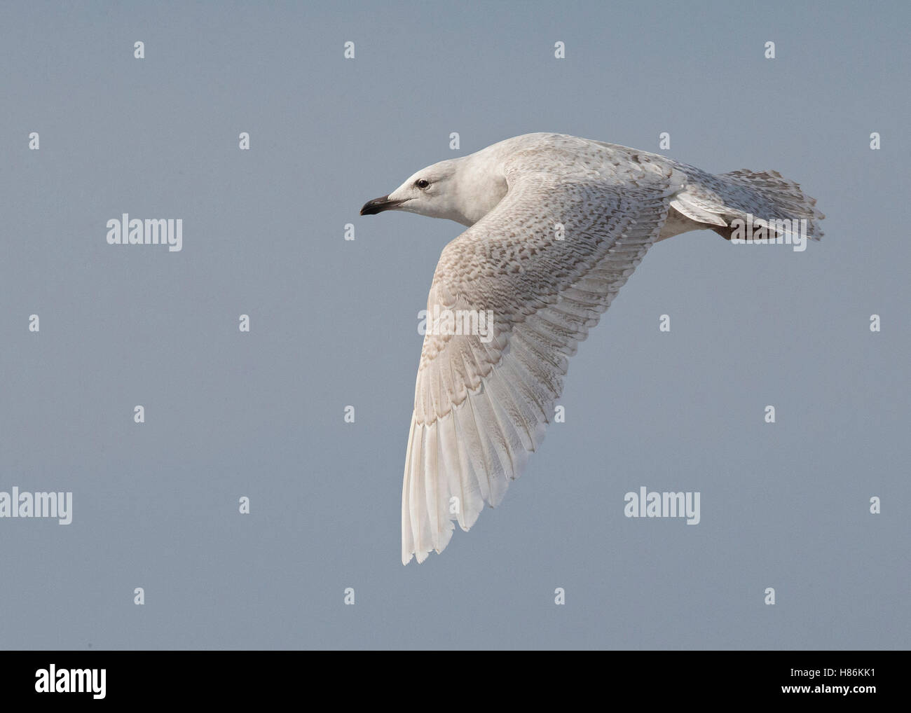 Iceland Gull (Larus glaucoides) flying, Wales, United Kingdom Stock ...