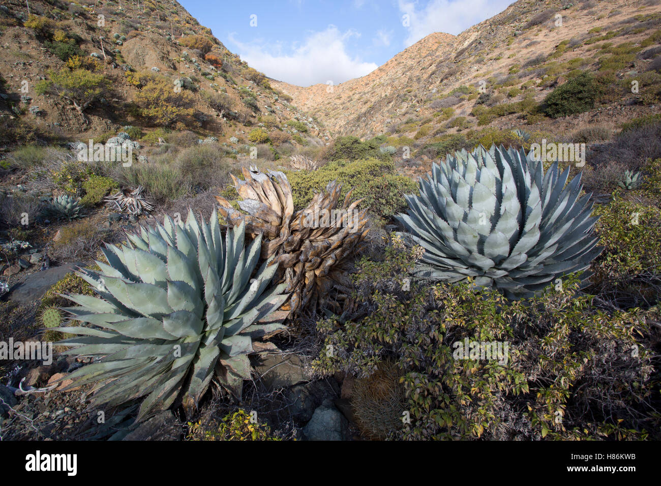 Cedros Island Agave (Agave sebastiana) plants, Cedros Island, Baja ...