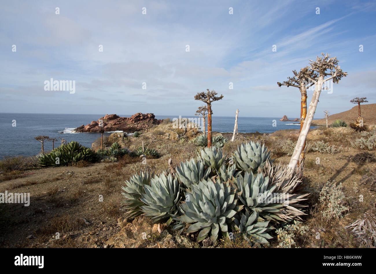 Cedros Island Agave (Agave sebastiana) blooming, San Benito Island ...