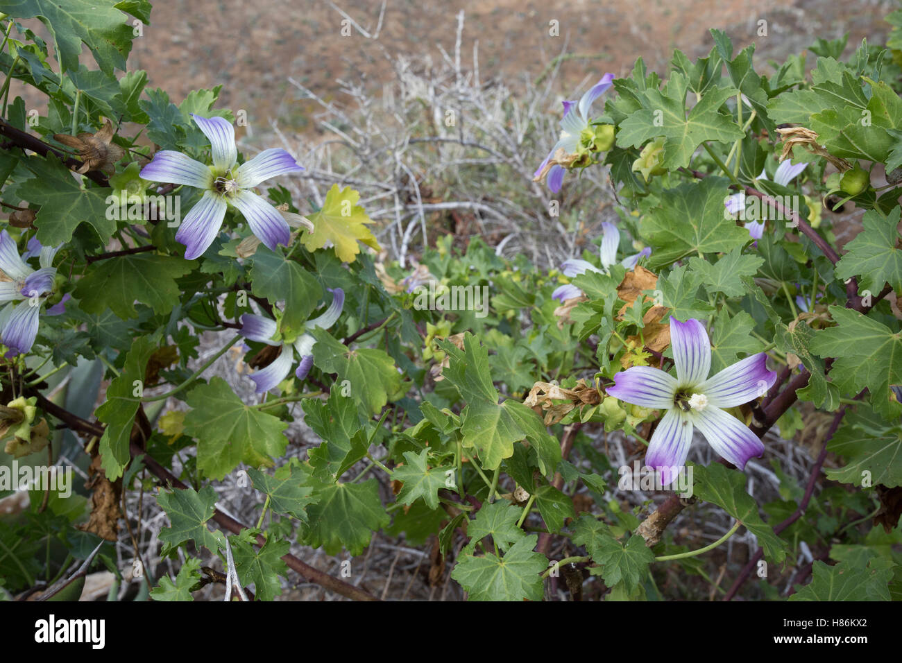 San Benito Island Bush Mallow (Malva pacifica) flowers, San Benito ...