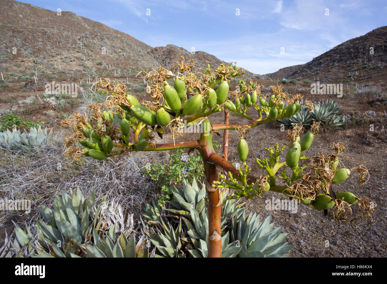 Cedros Island Agave (Agave sebastiana) bloom, San Benito Island, Baja ...