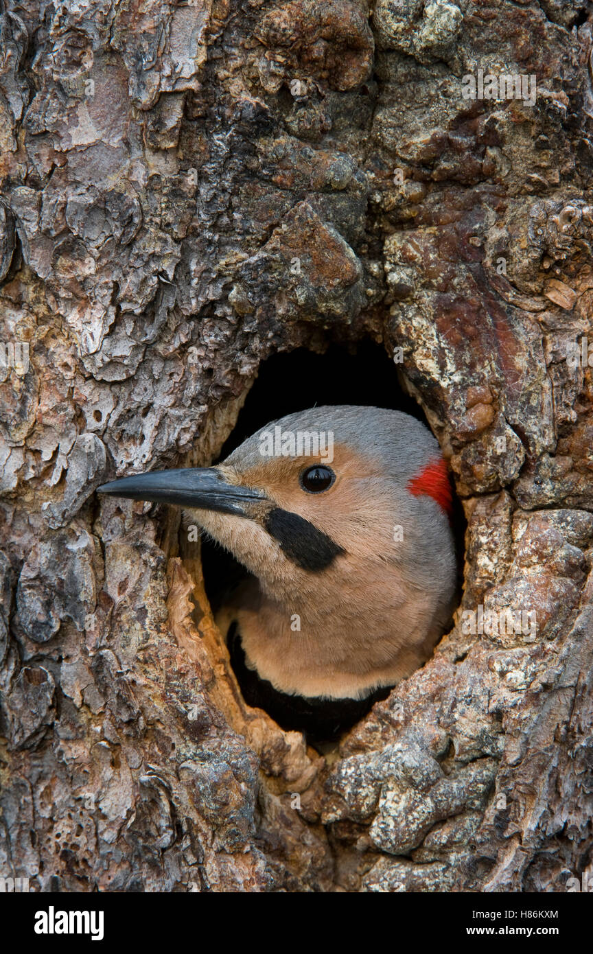 Northern Flicker (Colaptes auratus) in nest cavity, Alaska Stock Photo ...