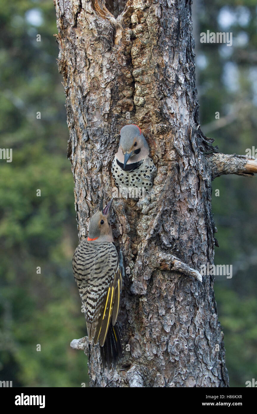 Northern Flicker (Colaptes auratus) pair at nest cavity, Alaska Stock ...