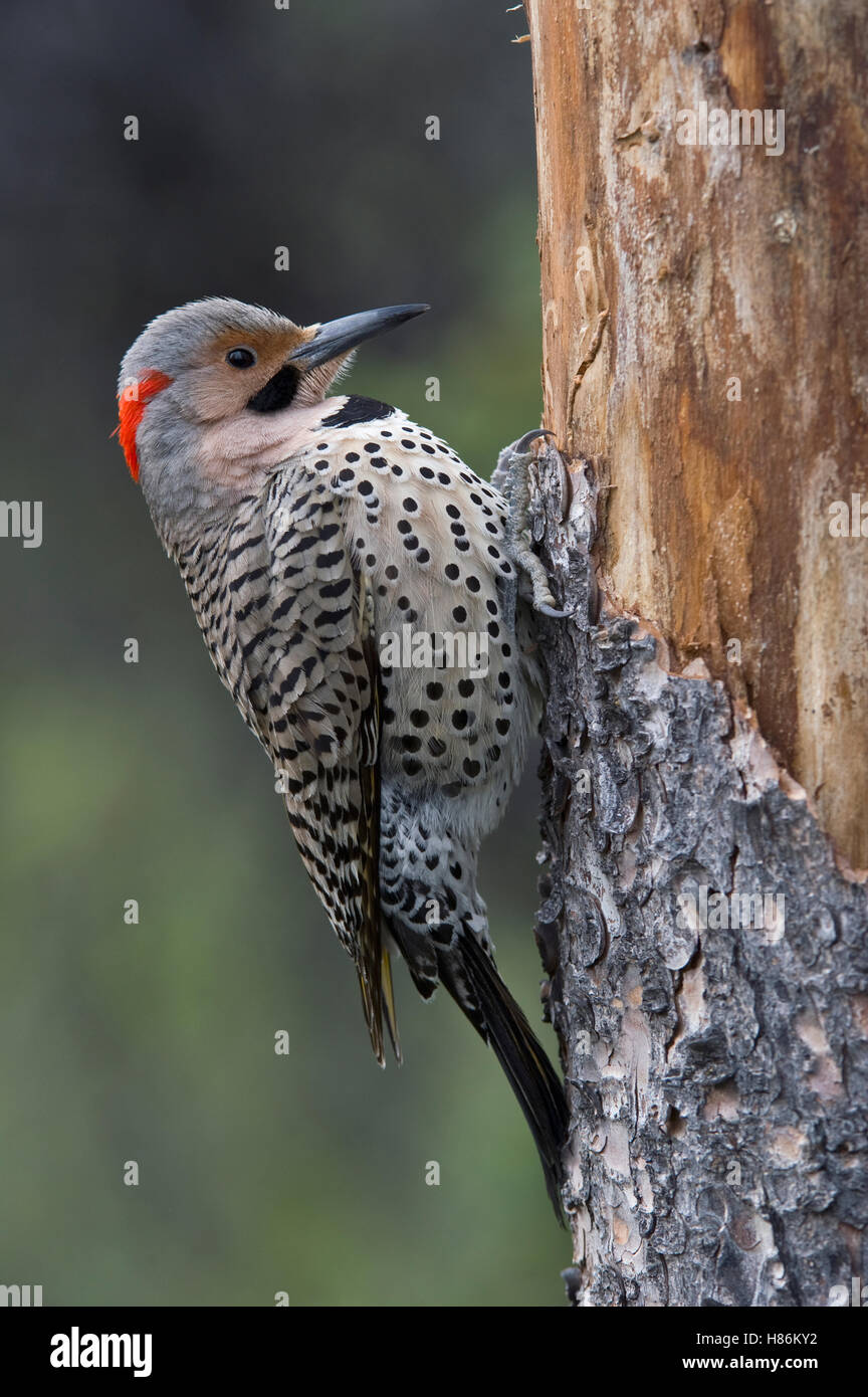 Northern Flicker (Colaptes auratus) clinging to tree trunk, Alaska ...
