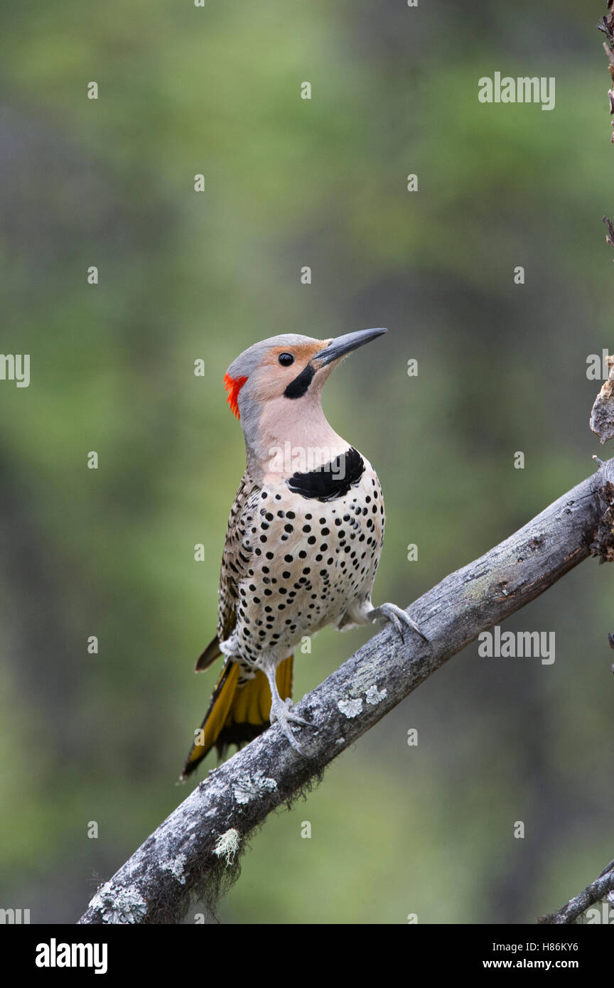 Northern Flicker (Colaptes auratus), Alaska Stock Photo - Alamy