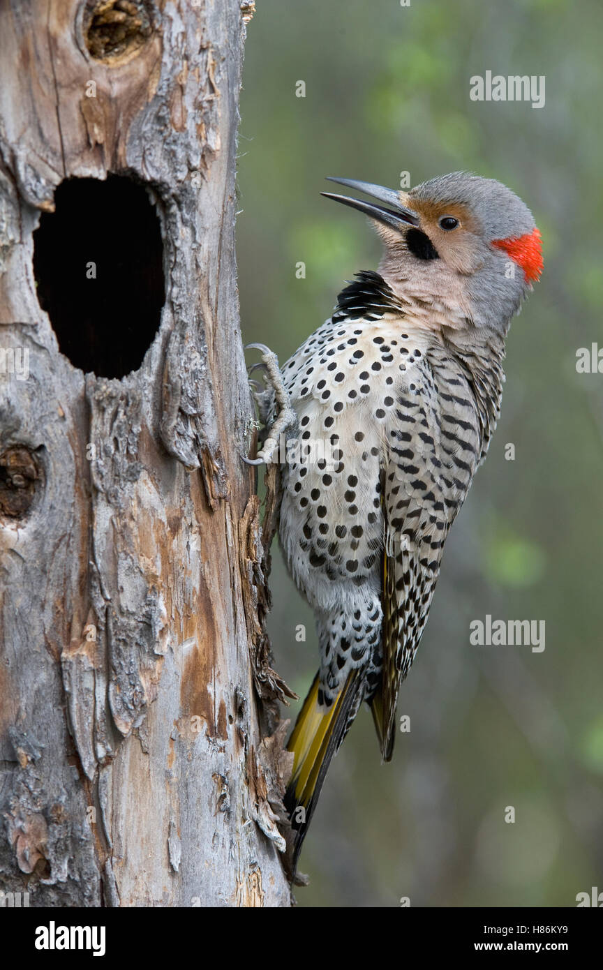 Northern Flicker (Colaptes auratus) at nest cavity, Alaska Stock Photo ...