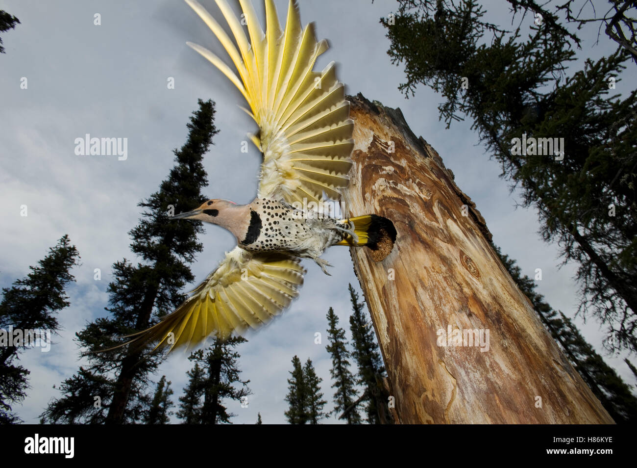 Northern Flicker (Colaptes auratus) leaving nest cavity in forest ...