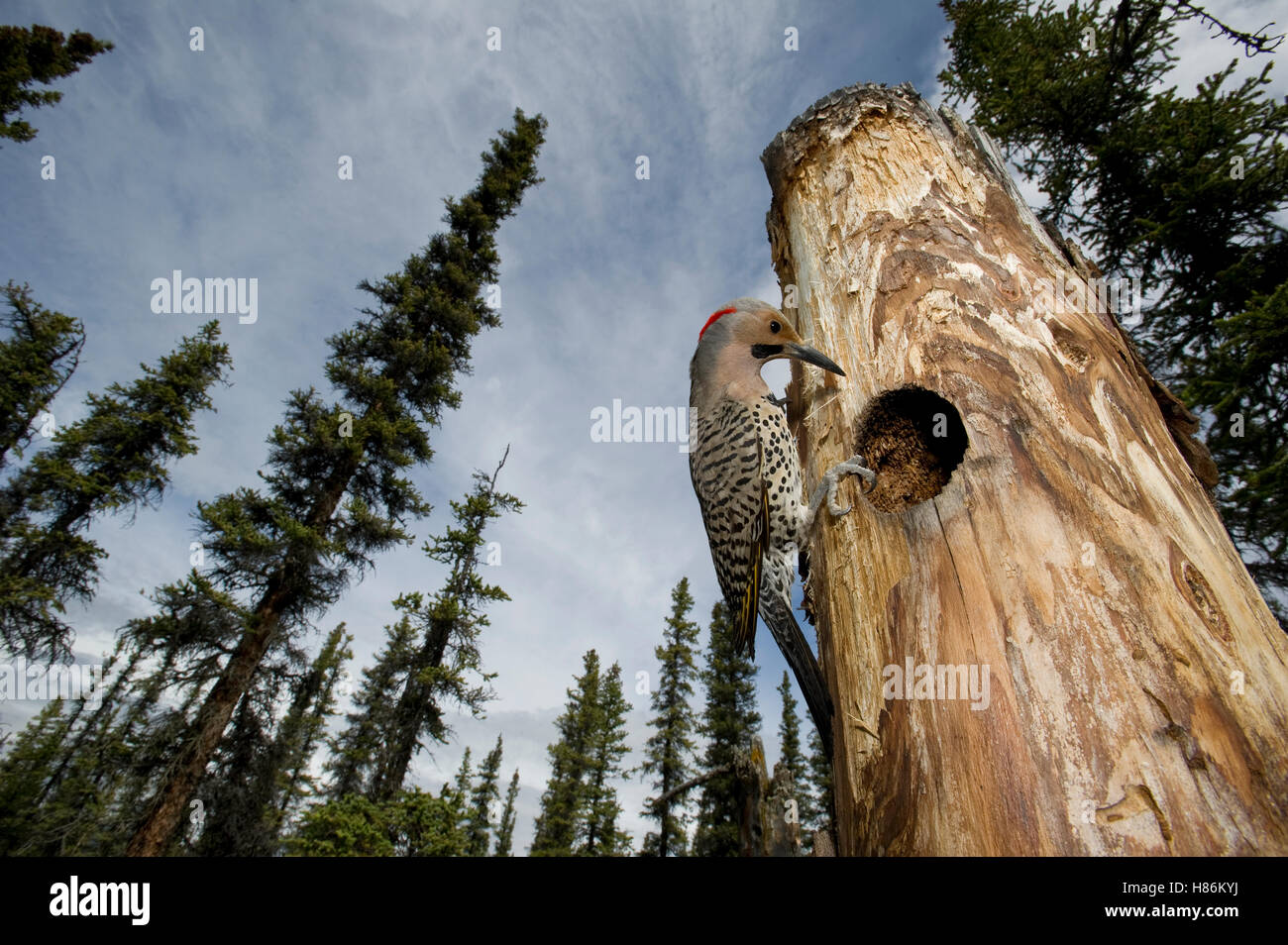 Northern Flicker (Colaptes auratus) at nest cavity in forest, Alaska ...