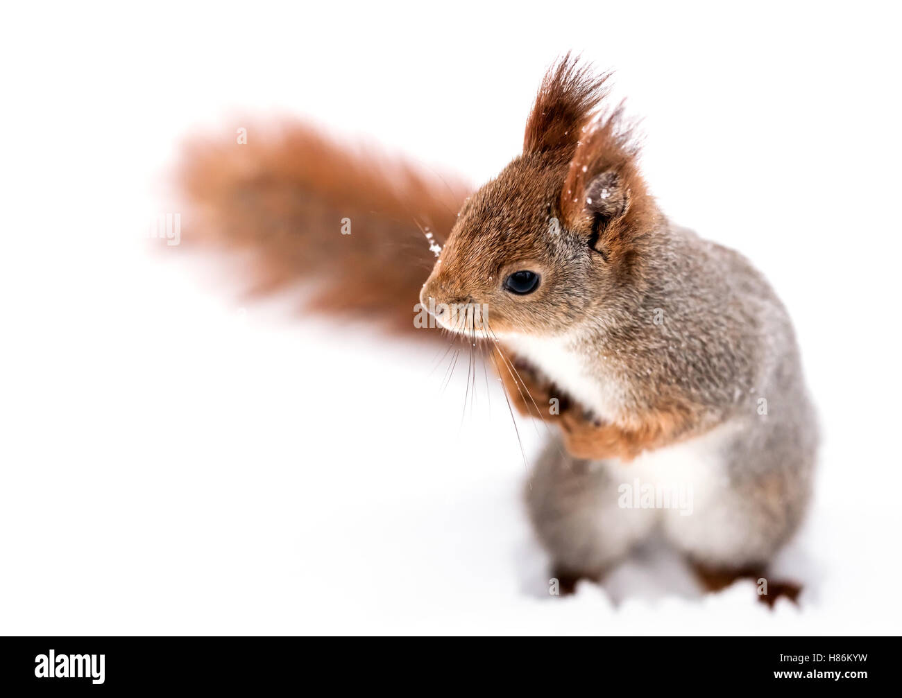 curious little squirrel standing on white snow and looking to the left ...