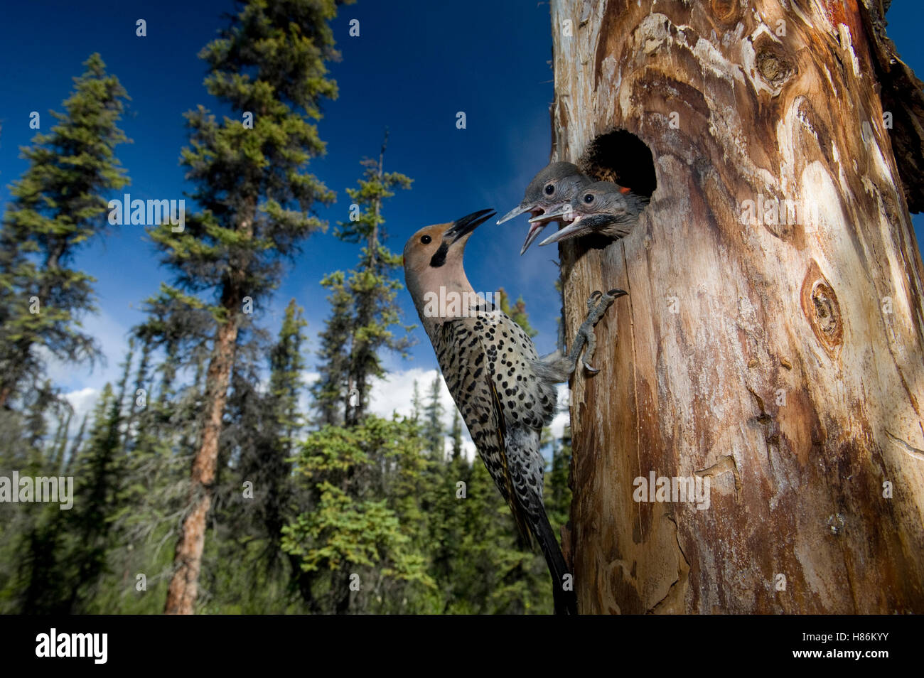 Northern Flicker (Colaptes auratus) at nest cavity with begging chicks ...