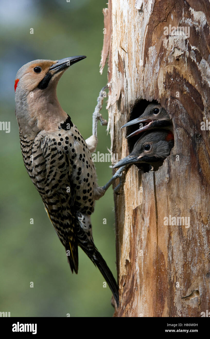 Northern Flicker (Colaptes auratus) at nest cavity with chicks, Alaska ...