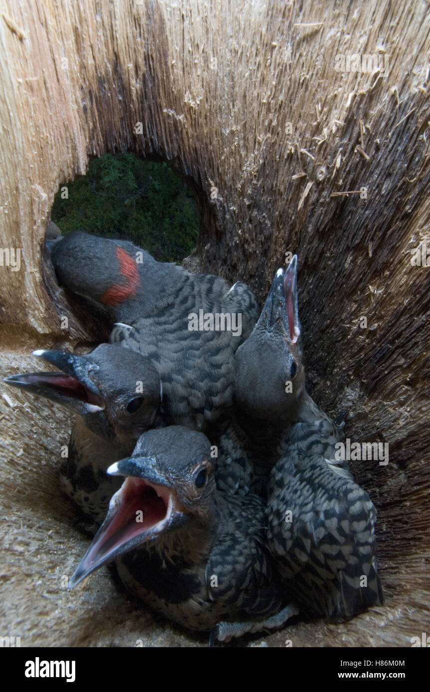 Northern Flicker (Colaptes auratus) chicks in nest cavity, Alaska Stock ...