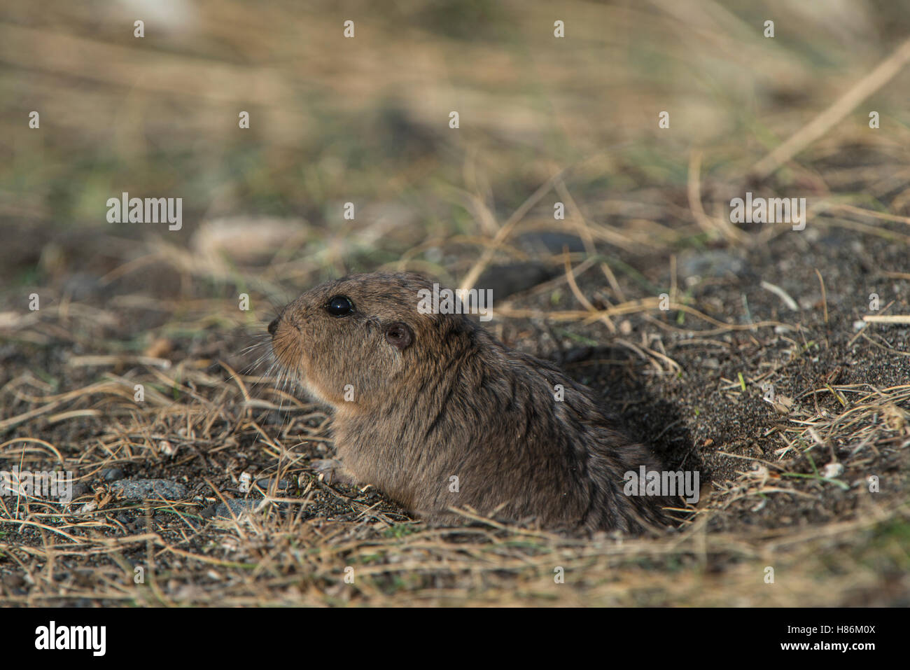 Magellanic Tuco-tuco (Ctenomys magellanicus) at burrow, Tierra Del ...