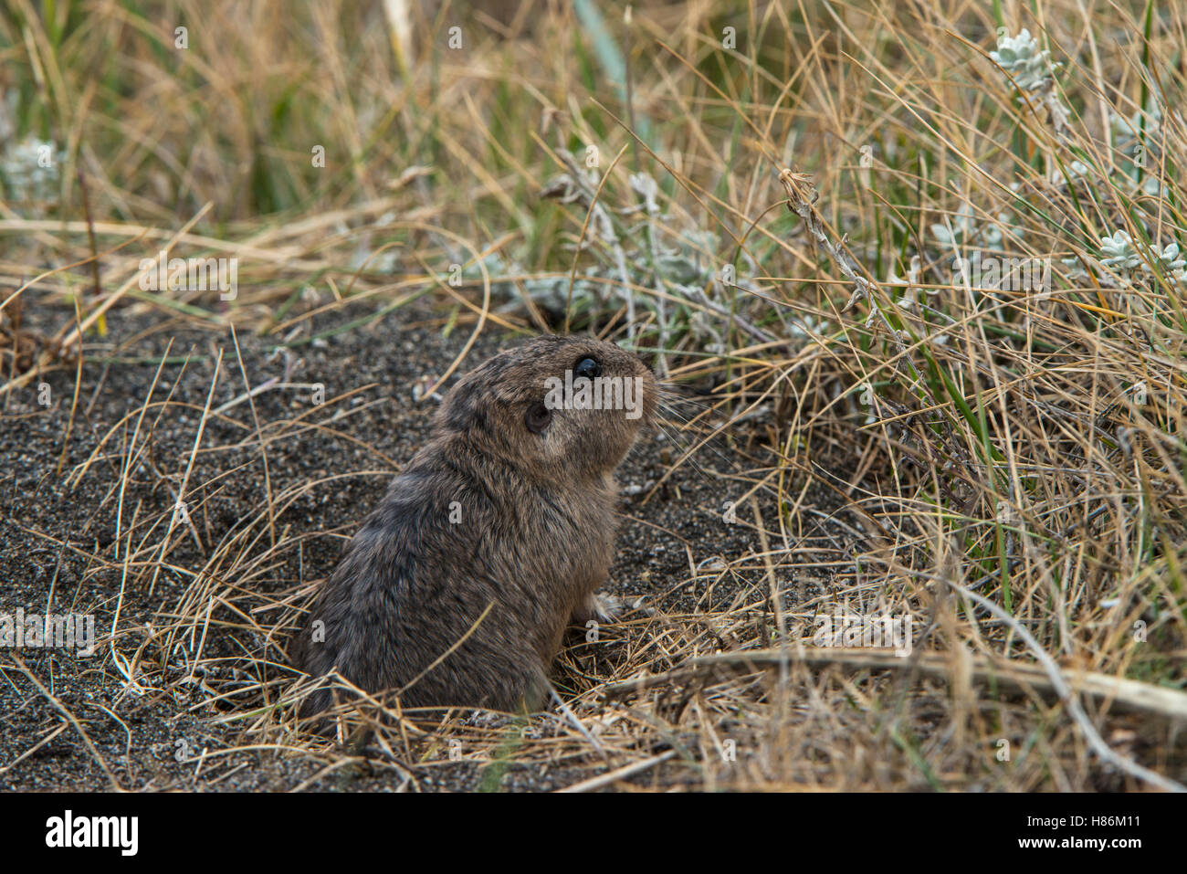 Magellanic Tuco-tuco (Ctenomys magellanicus) at burrow, Tierra Del ...