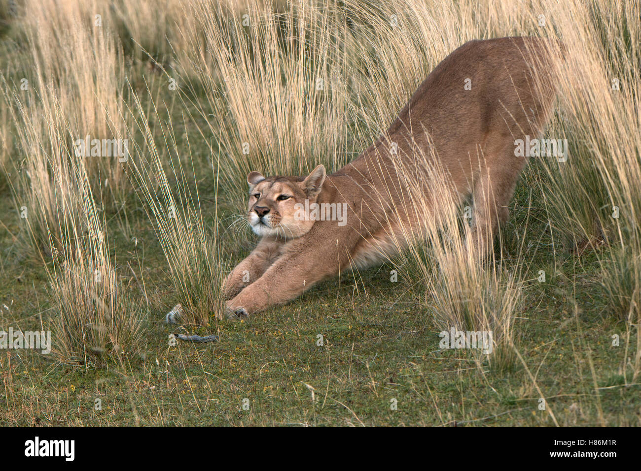 Mountain Lion (Puma concolor) female, born without a tail, stretching ...