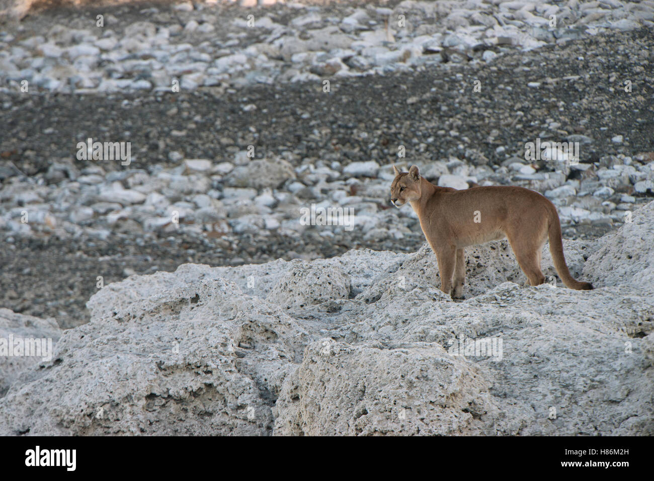 Mountain Lion (Puma concolor) female, Sarmiento Lake, Torres del Paine ...
