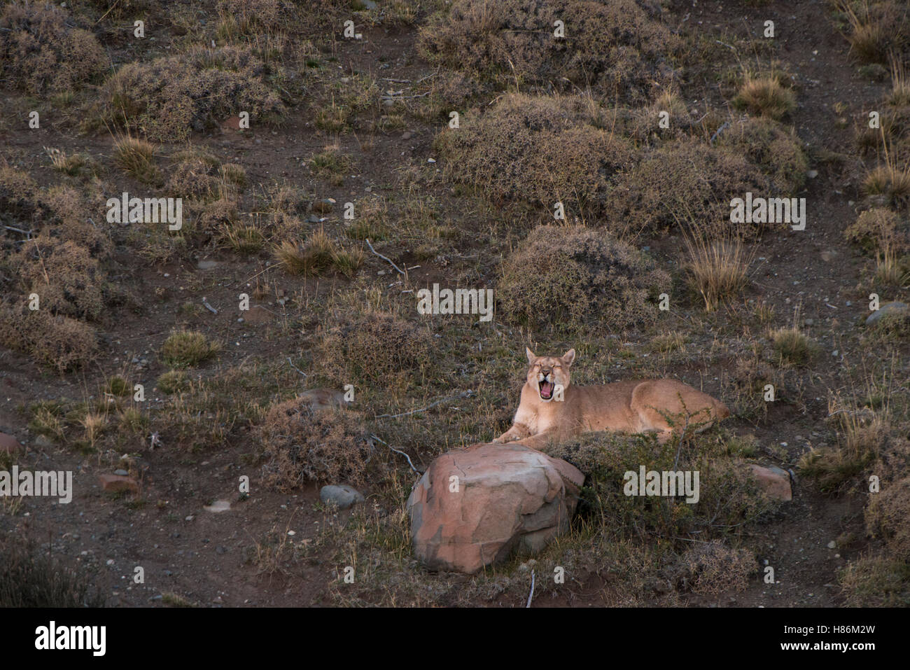 Mountain Lion (Puma concolor) female, born without a tail, yawning ...