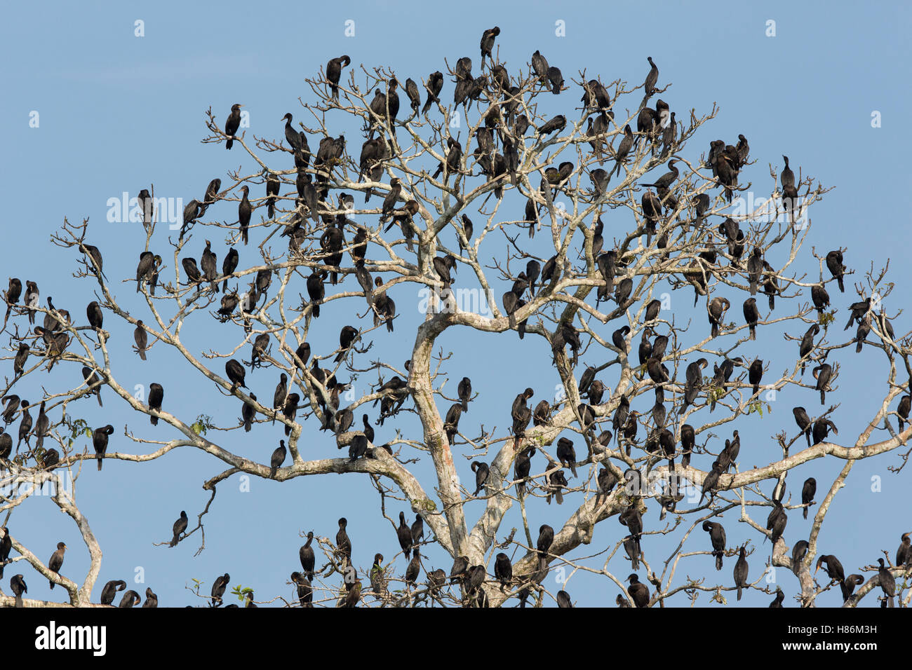Neotropic Cormorant (Phalacrocorax brasilianus) flock in tree, Pacaya ...