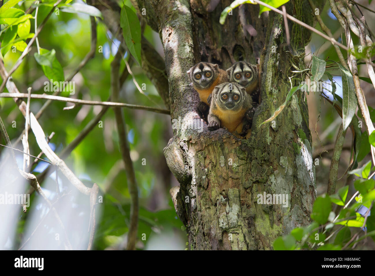 Black-headed Night Monkey (Aotus nigriceps) trio in tree, Pacaya ...