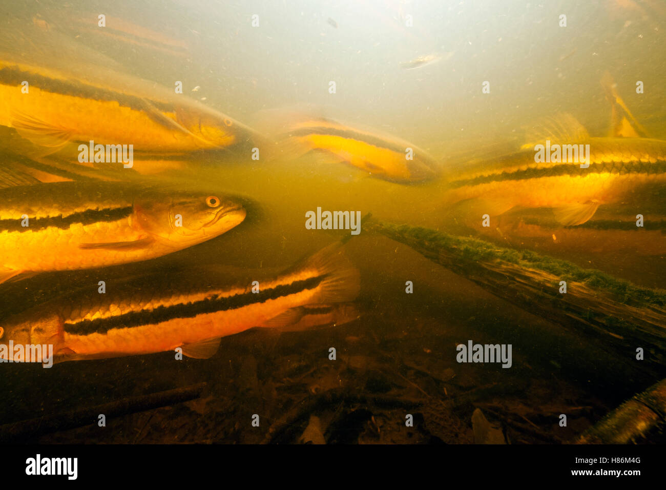 Gold Wolf Fish (Hoplerythrinus unitaeniatus) group, Pacaya Samiria ...