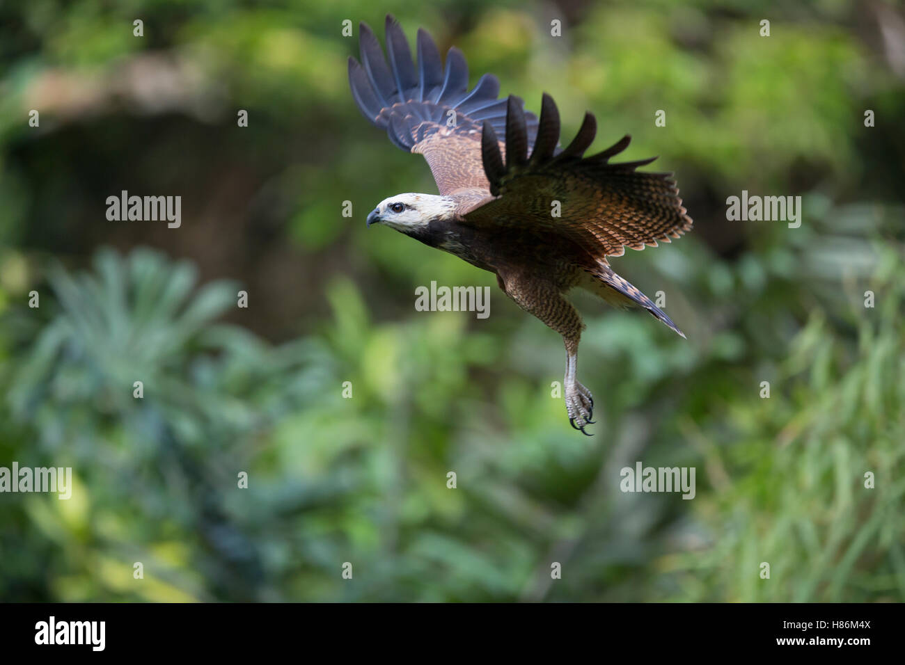 Black-collared Hawk (Busarellus nigricollis) flying, Pacaya Samiria ...