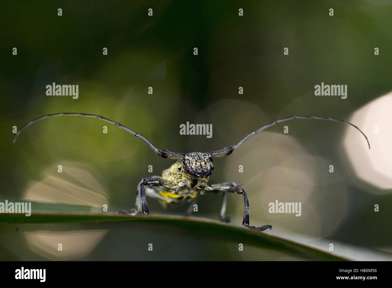 Longhorn Beetle (Cerambycidae), Pacaya Samiria National Park, Peru ...