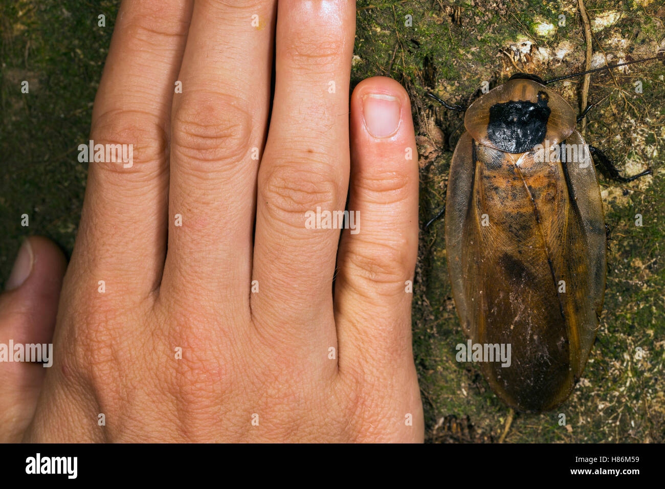 Giant Cockroach (Blaberidae) and hand, Pacaya Samiria National Park ...