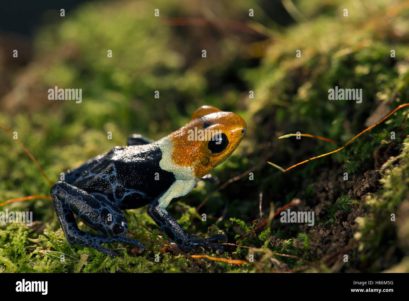Red-headed Poison Frog (Dendrobates fantasticus), Amazon, Peru Stock ...