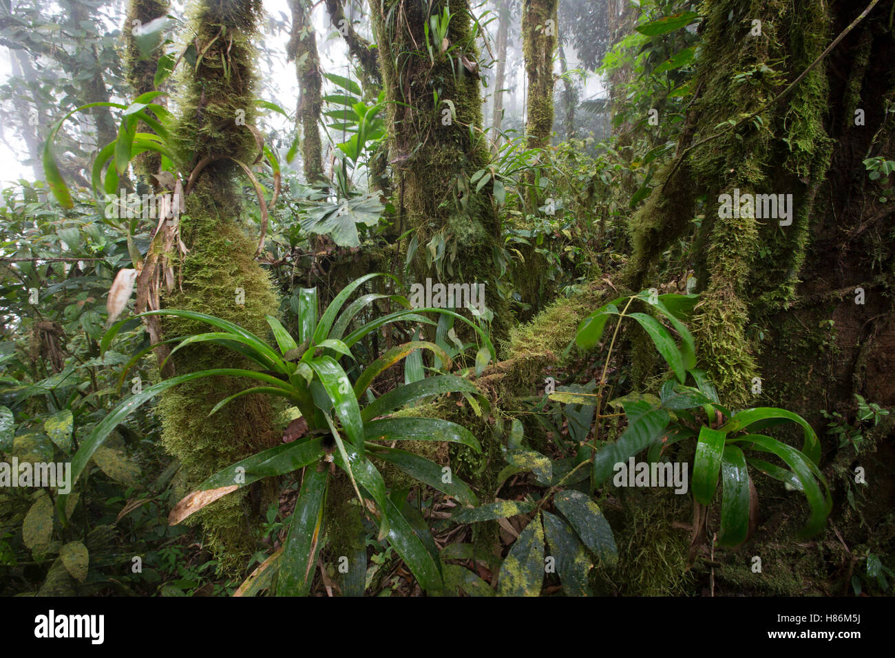 Epiphytes in rainforest, Amazon, Peru Stock Photo - Alamy