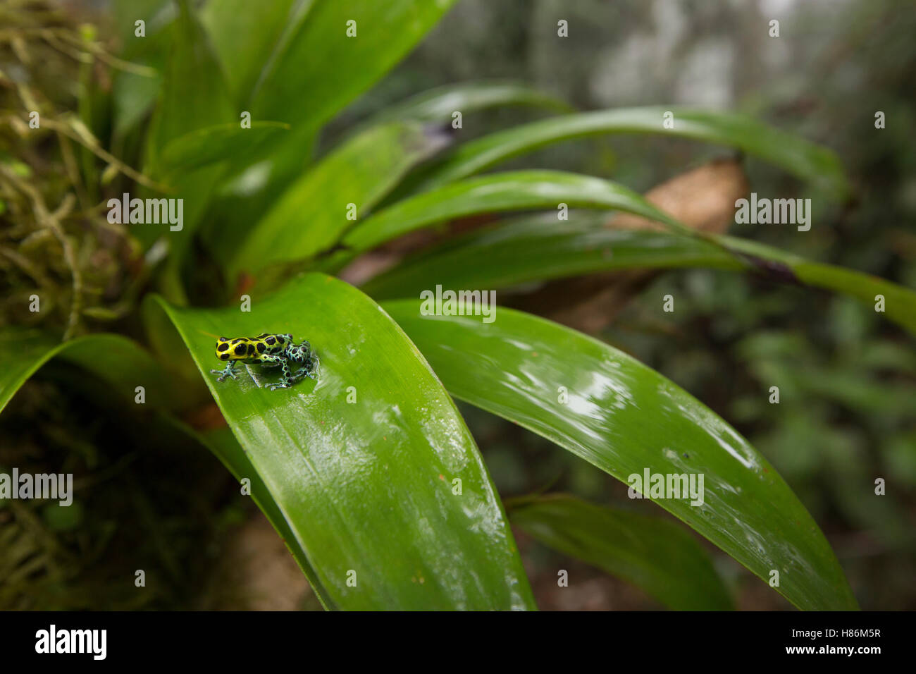 Amazonian Poison Frog (Dendrobates variabilis) in rainforest, Amazon ...
