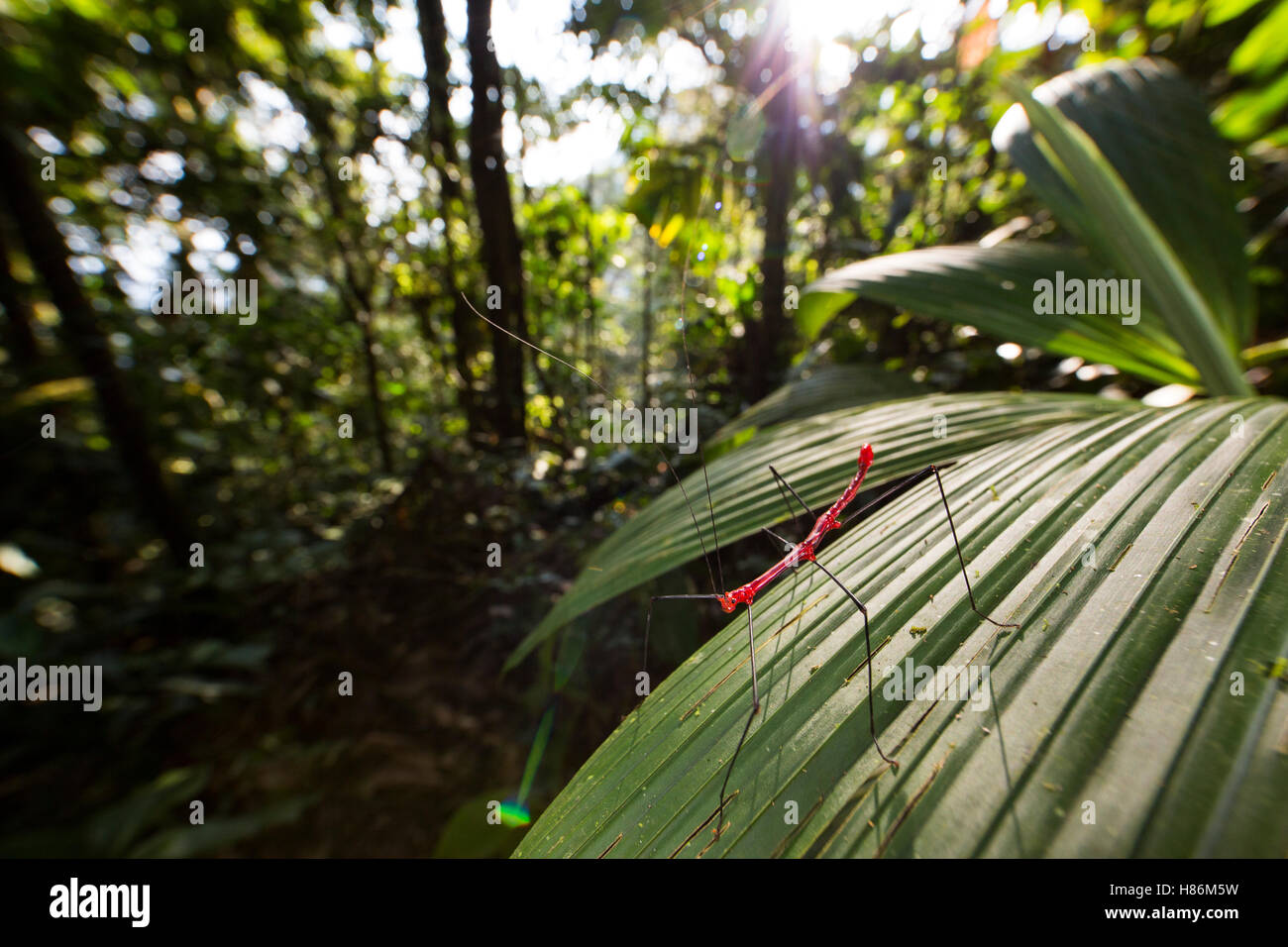Stick Insect (Phasmatidae) in rainforest, Amazon, Peru Stock Photo - Alamy