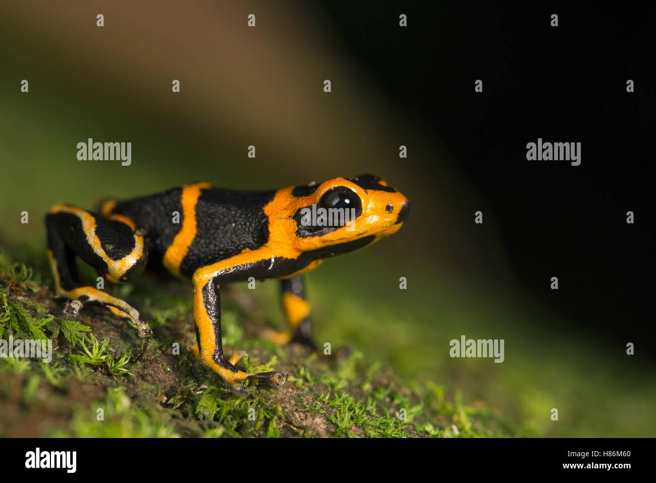 Red-headed Poison Frog (Dendrobates fantasticus), Amazon, Peru Stock ...