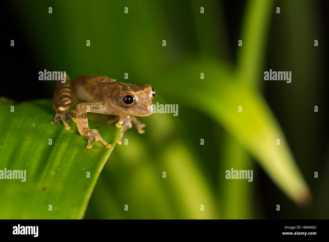 Tree Frog (Dendropsophus sp), Amazon, Peru Stock Photo - Alamy