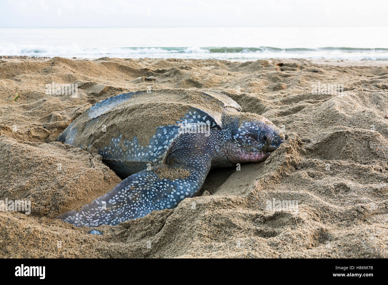 Leatherback Sea Turtle (Dermochelys coriacea) female digging nest ...