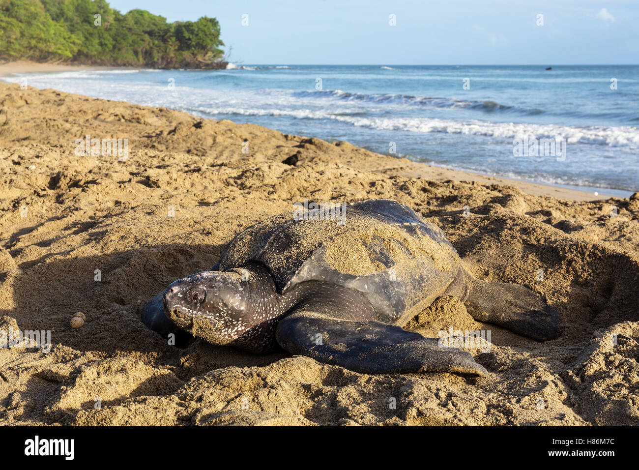 Leatherback Sea Turtle (Dermochelys coriacea) female digging nest ...