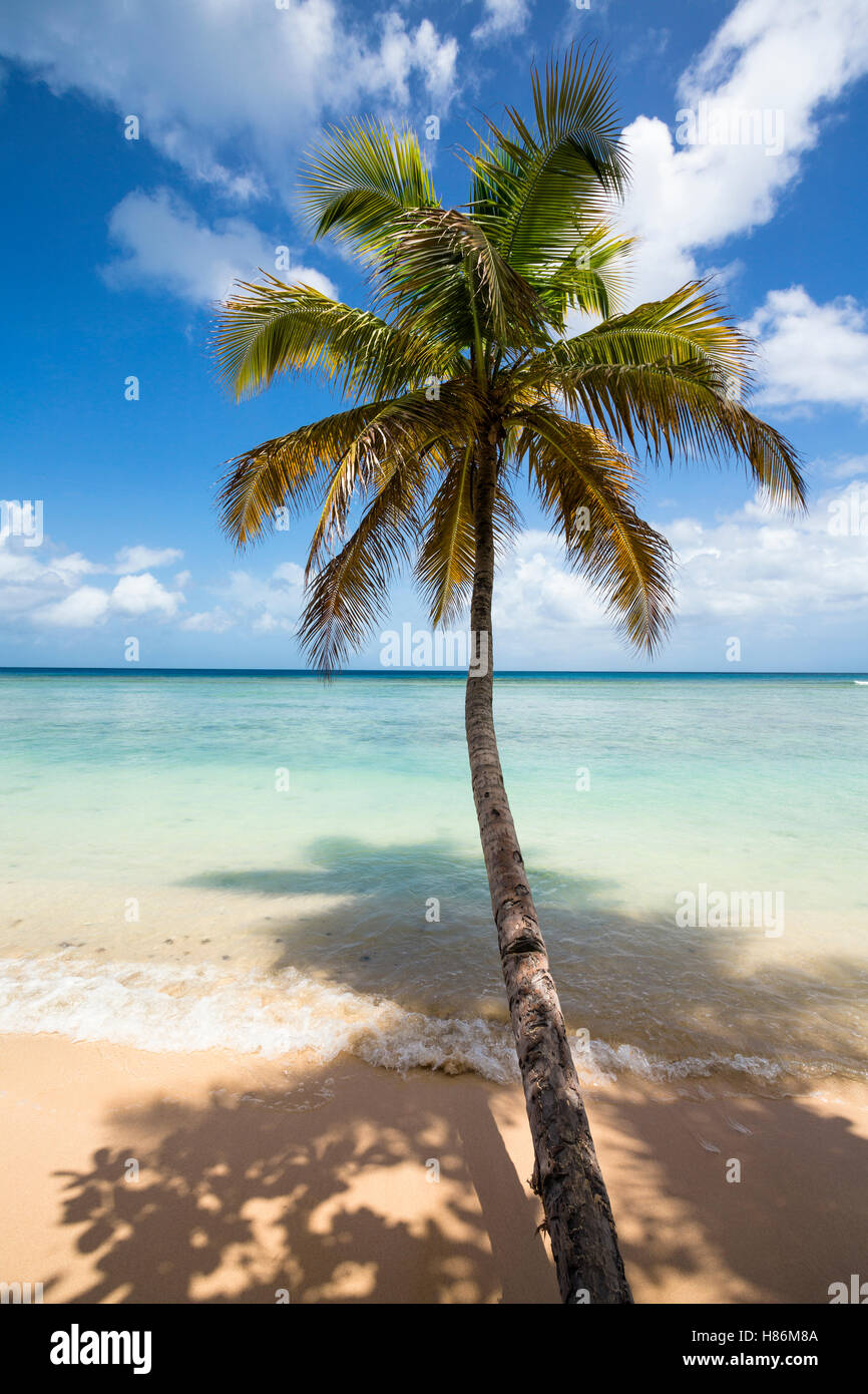 Coconut Palm (Cocos nucifera) tree on beach, Tobago, West Indies ...