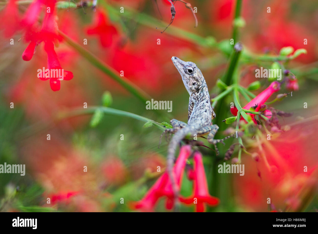 Bronze Anole (Anolis aeneus) lizard, Tobago, West Indies, Caribbean ...