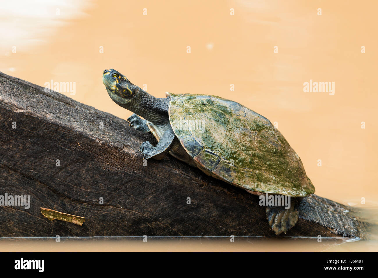 Yellow-spotted Amazon River Turtle (Podocnemis unifilis), Peru Stock ...