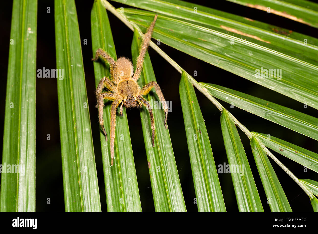 Wandering Spider (Phoneutria fera), Panguana Nature Reserve, Peru Stock ...