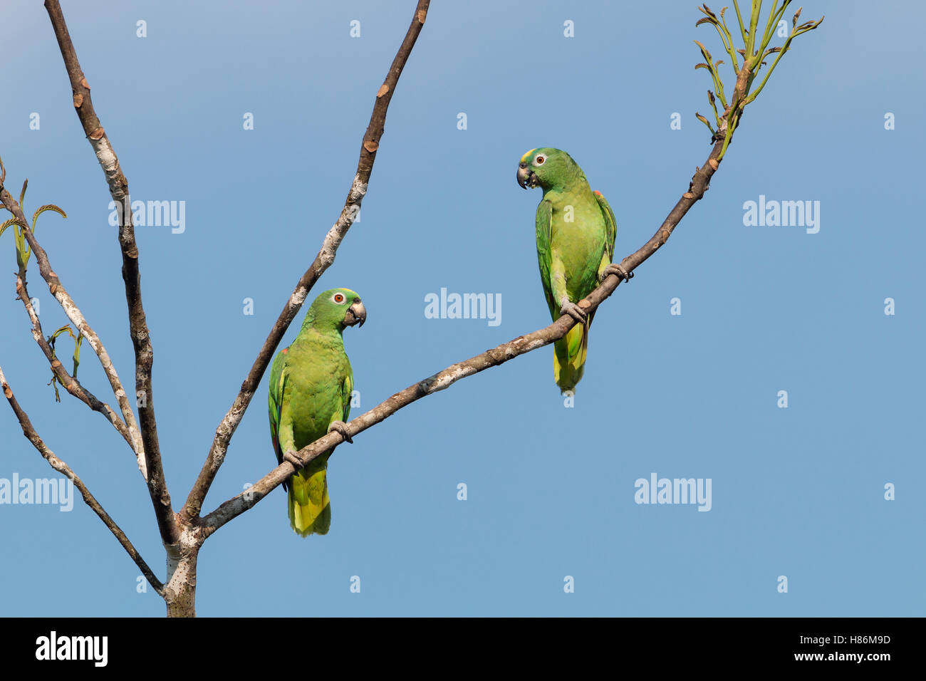 Yellow-crowned Parrot (Amazona ochrocephala) pair, Panguana Nature ...