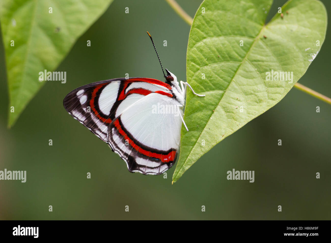 Nymphalid Butterfly (Nymphalidae), Panguana Nature Reserve, Peru Stock ...