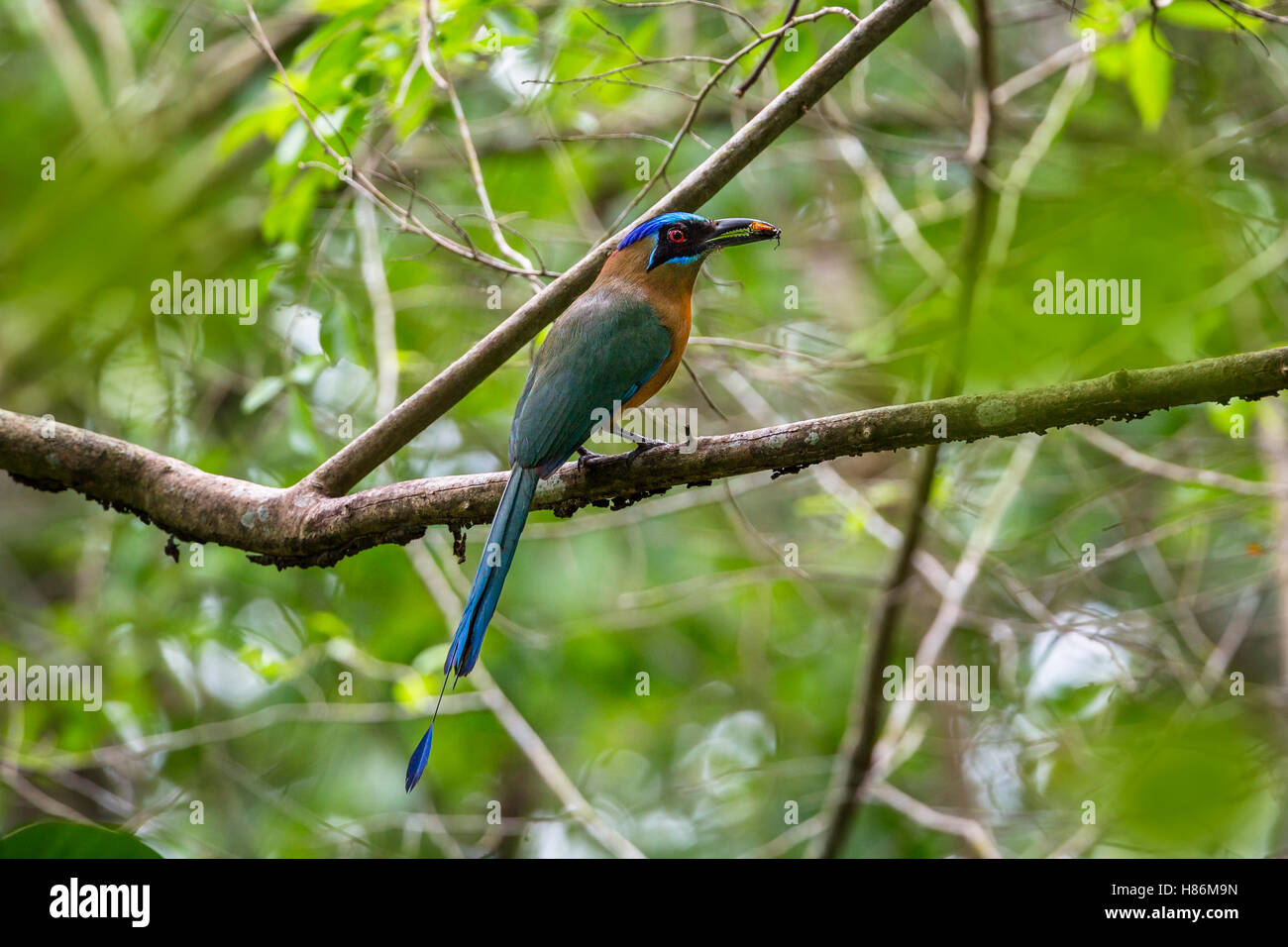 Blue-crowned Motmot (Momotus momota) with prey, Panguana Nature Reserve ...